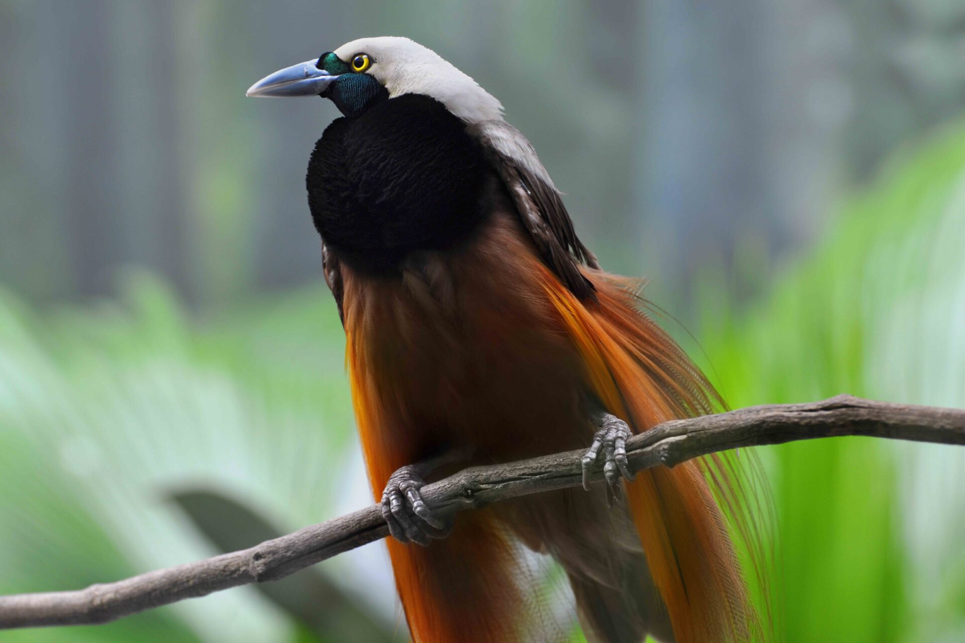 Tribes & Birds of Paradise in the Highlands of Papua New Guinea - The ...
