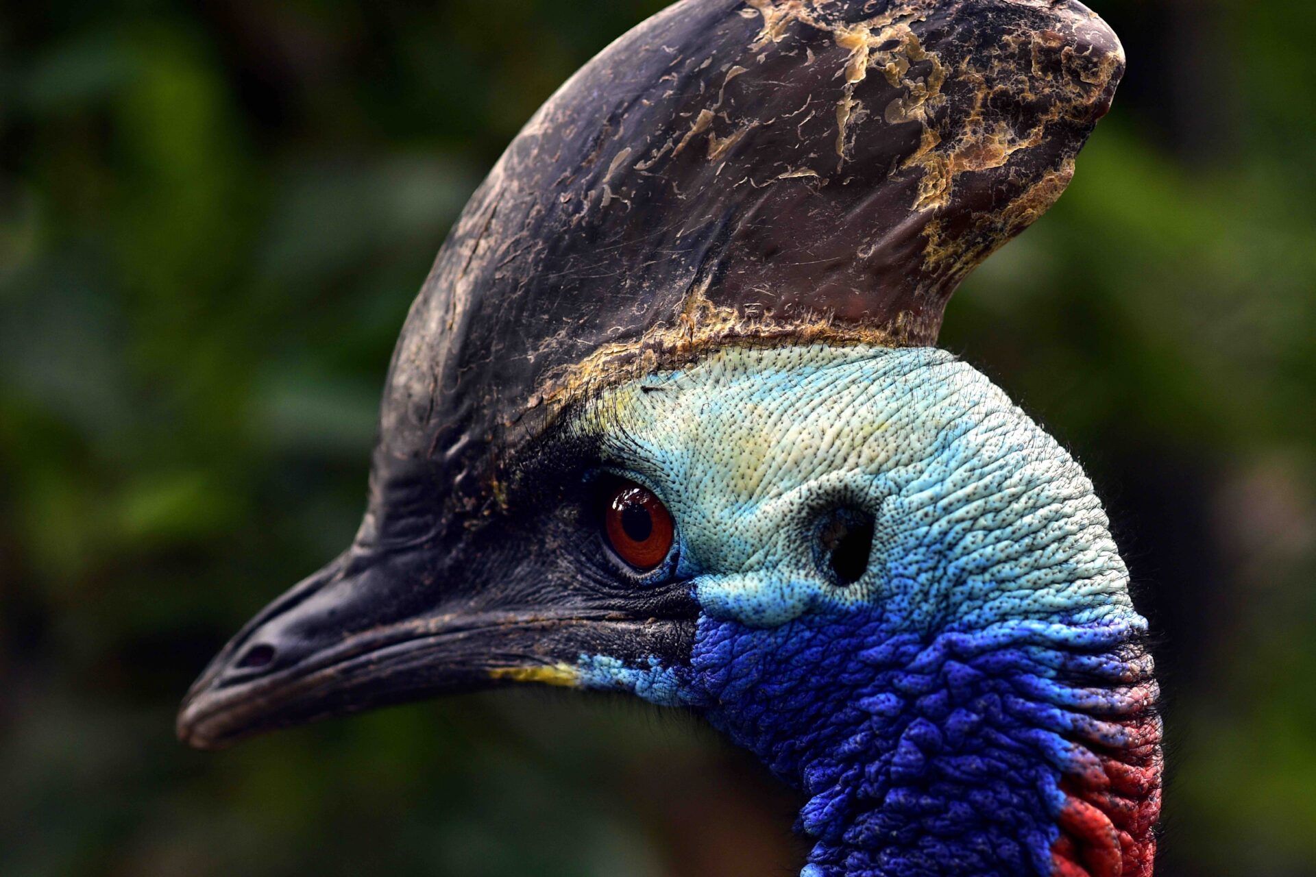 Tribes & Birds of Paradise in the Highlands of Papua New Guinea - The ...