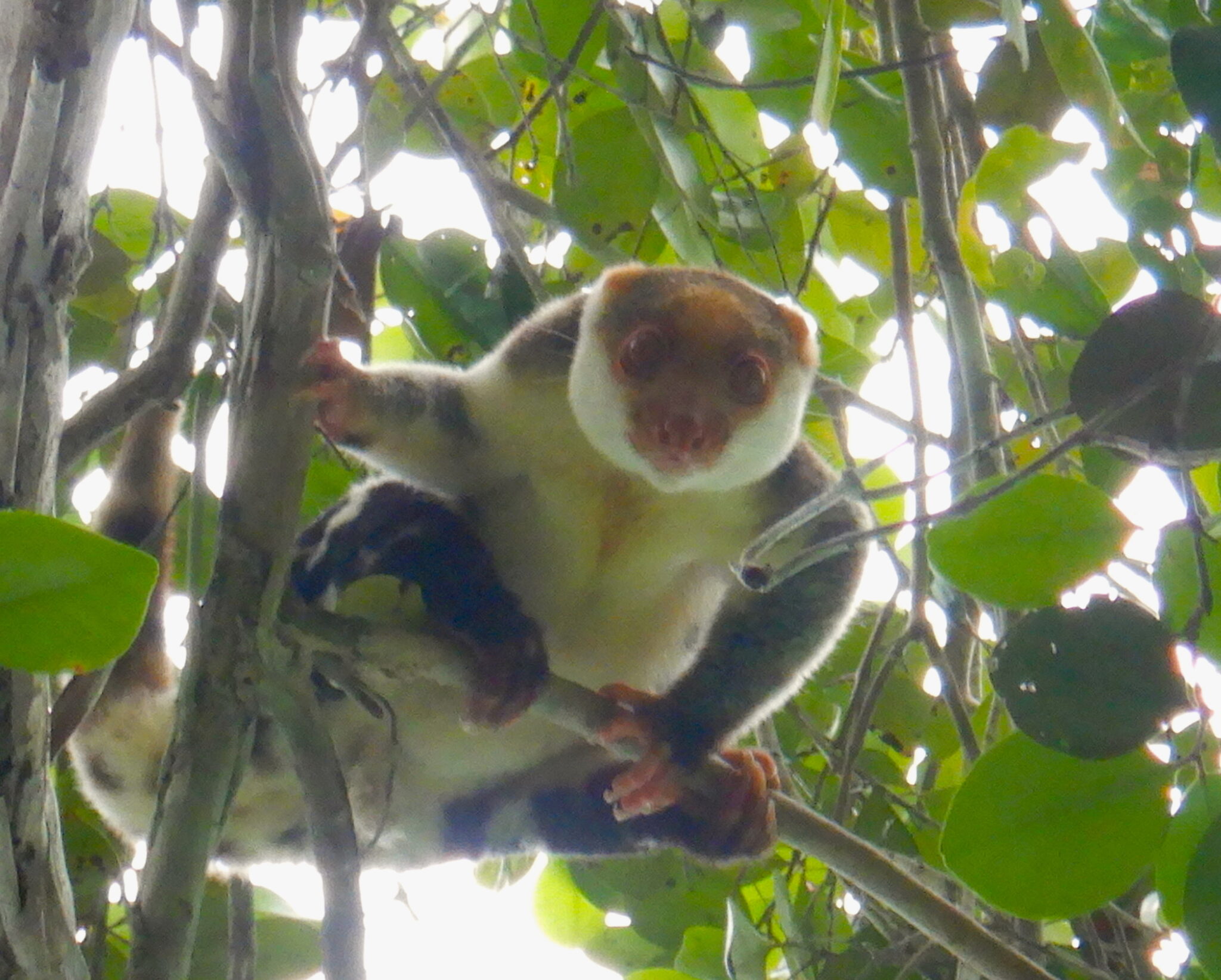 New Guinea's Raja Ampat Islands - Birds of Paradise & The Coral ...