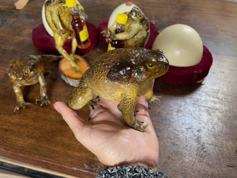 Taxidermy Cane Toad - The Last Tuesday Society