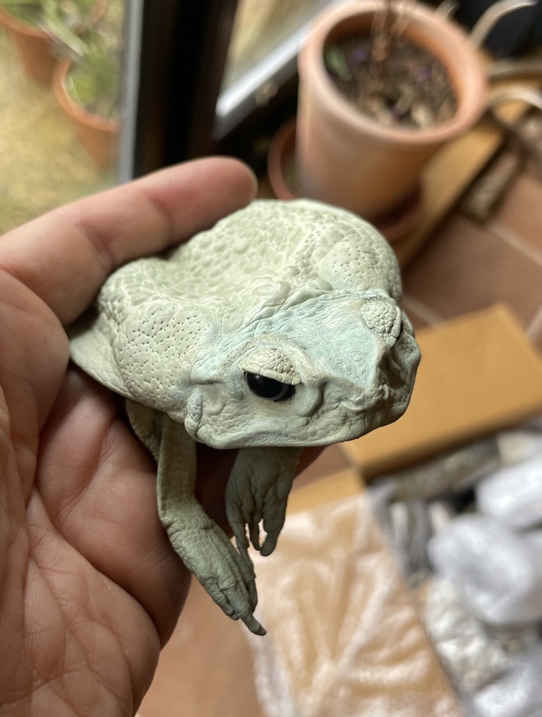 Toad Skin - for Taxidermy or Magickal Protection - The Last Tuesday Society